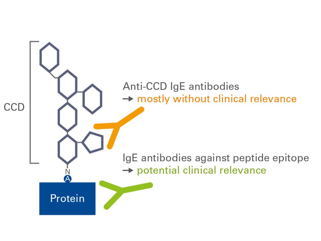Cross-reactive anti-CCD antibodies can hinder allergy diagnostics ...